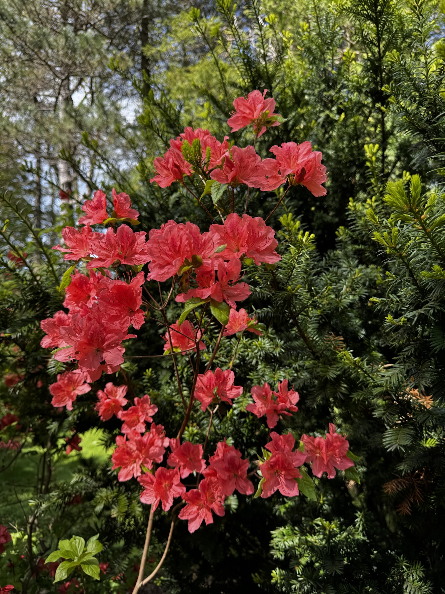 Progressive Events – Consider the Lilies